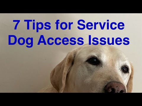 7 Tips for Service Dog Access Issues - YouTube
