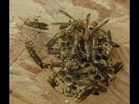 Lots Of Wasps! - YouTube