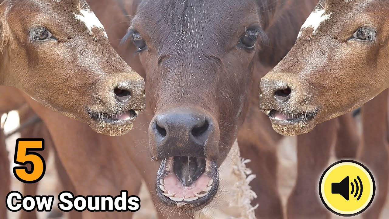 Village 5 Kids Cow Video With Mooing Sound Without Music Baby Cow Want ...