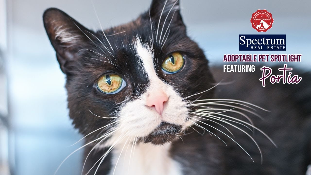 Spectrum Real Estate Adoptable Pet Spotlight: Portia - YouTube