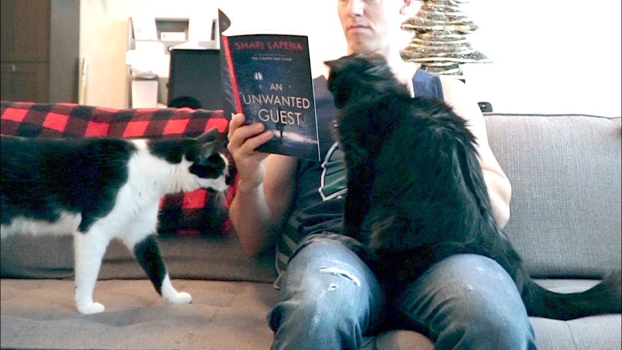 Trying To Read With Cats Around - YouTube
