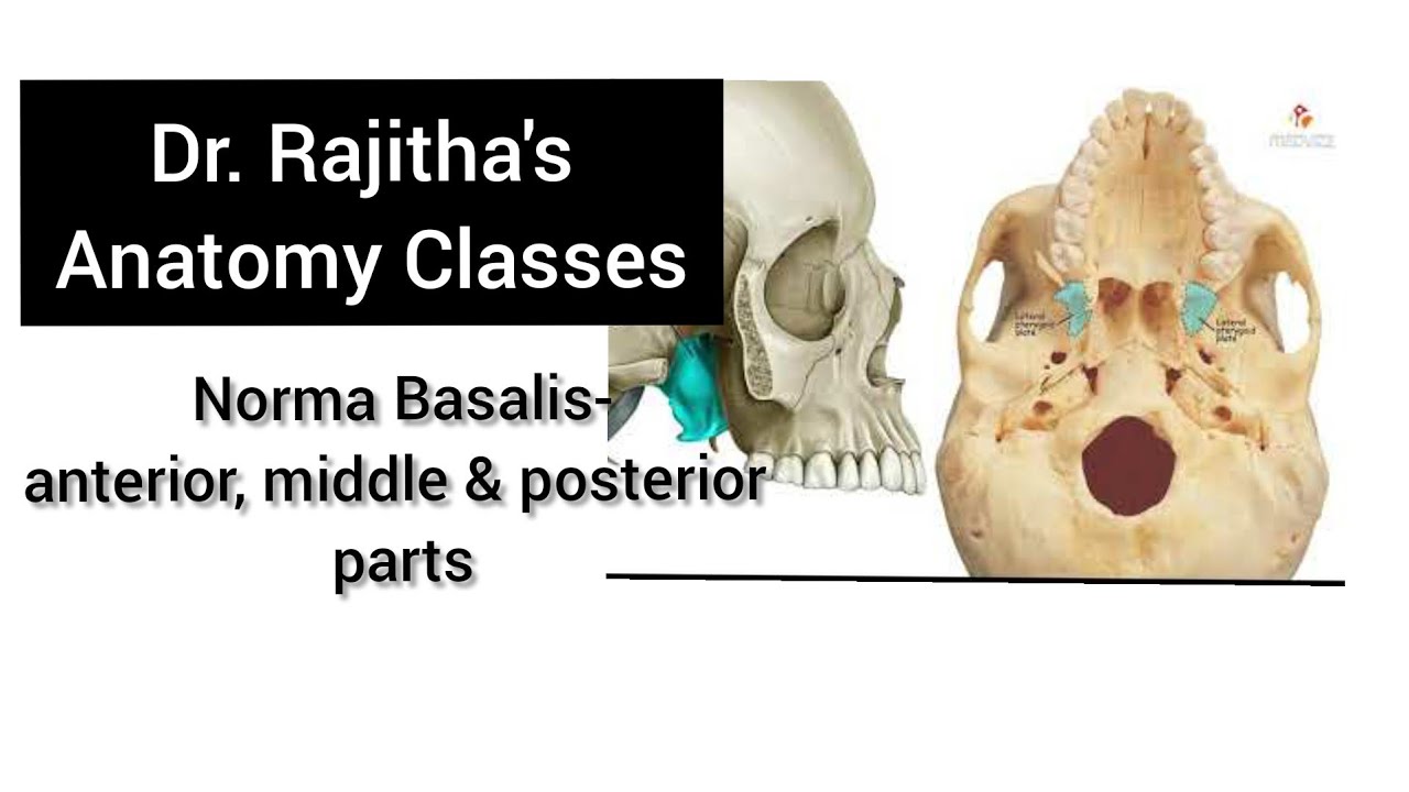 Osteology of Norma Basalis (anterior, middle & posterior parts) by Dr ...