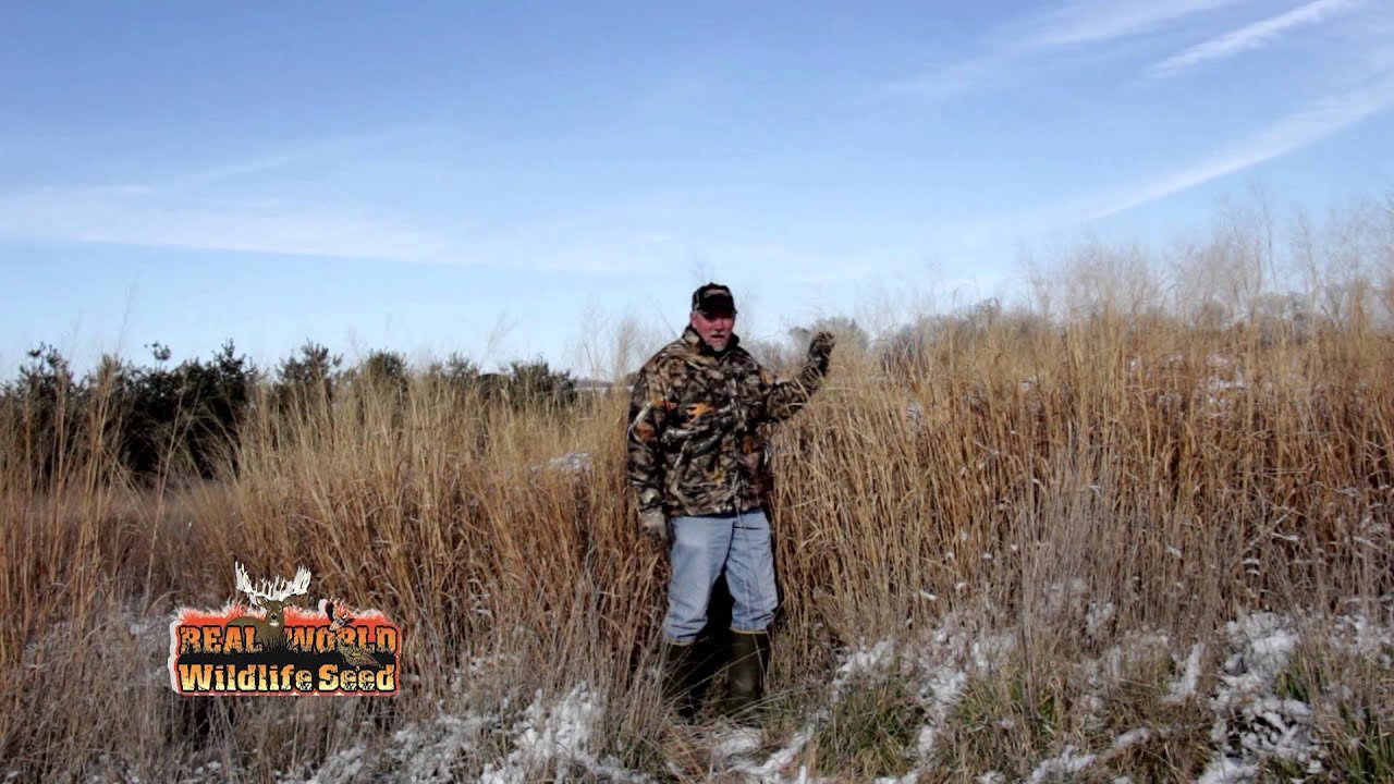 Switchgrass RWWS - YouTube