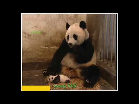 Best thug life ! Pandas best funny thug life! - YouTube