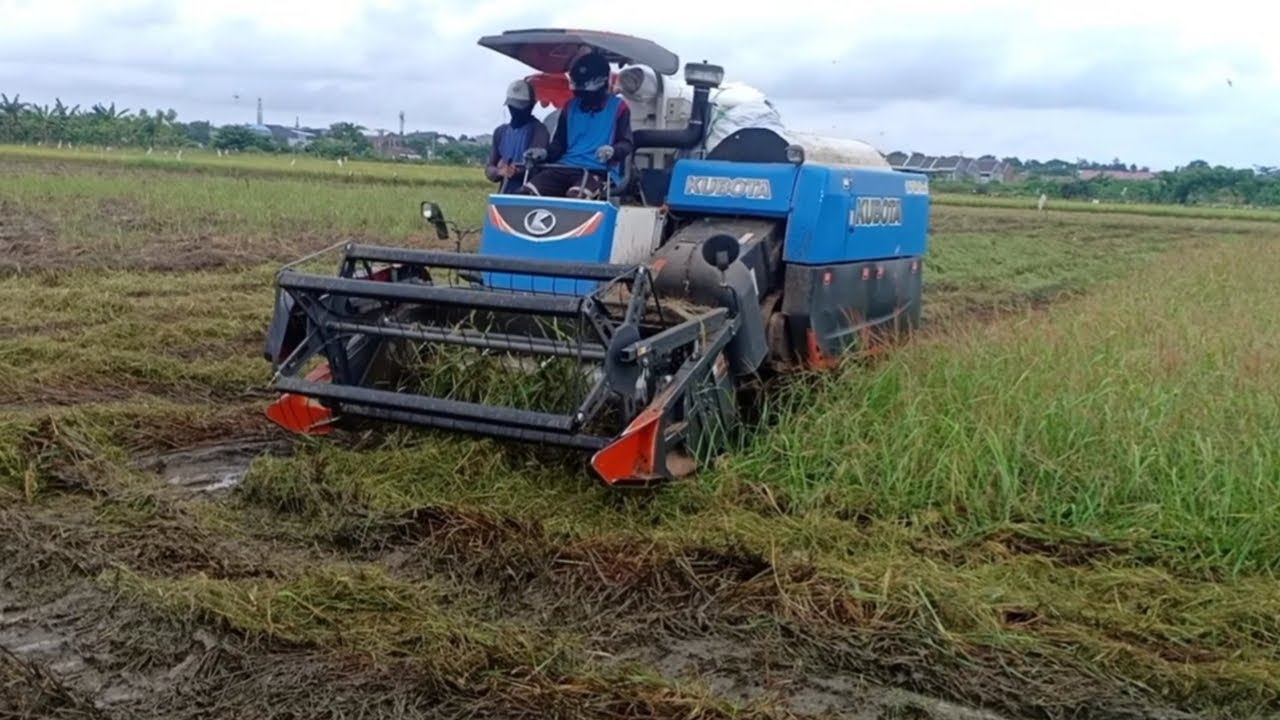 Panen padi di sawah ber air dan berlumpur - YouTube