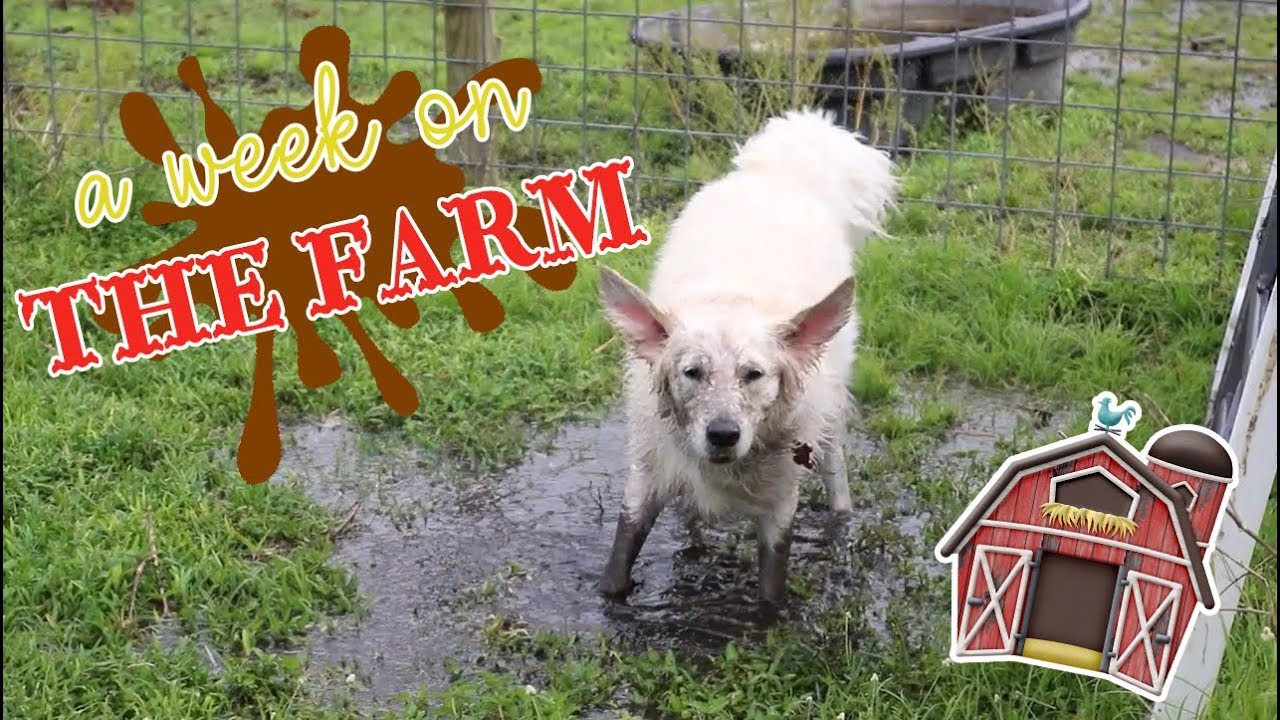 A Week In My Life Owning a Farm! - YouTube