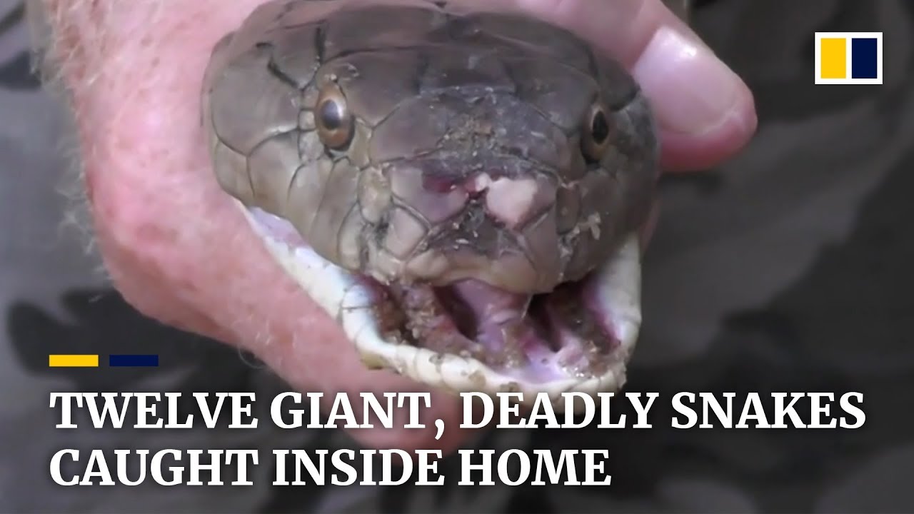 Twelve giant, deadly snakes caught inside Thai home - YouTube