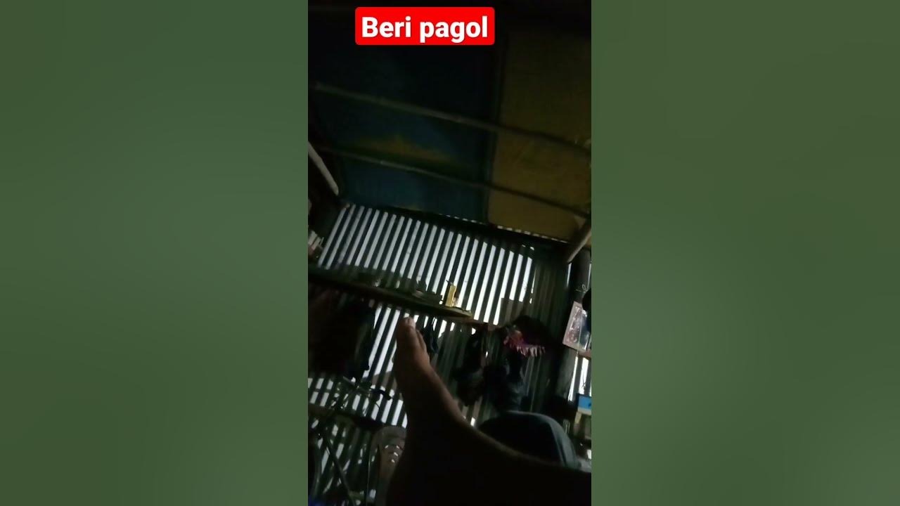 beri na khayle gum dorena amar beri amar jan I love you veri video ti subscribe koro please 🙏🙏🙏🙏 ...