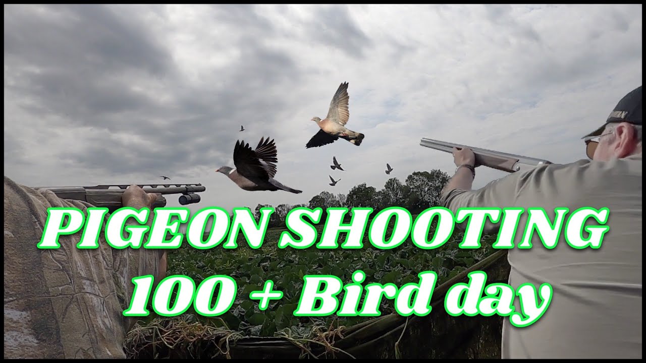 pigeon shooting 100 + bird day - YouTube