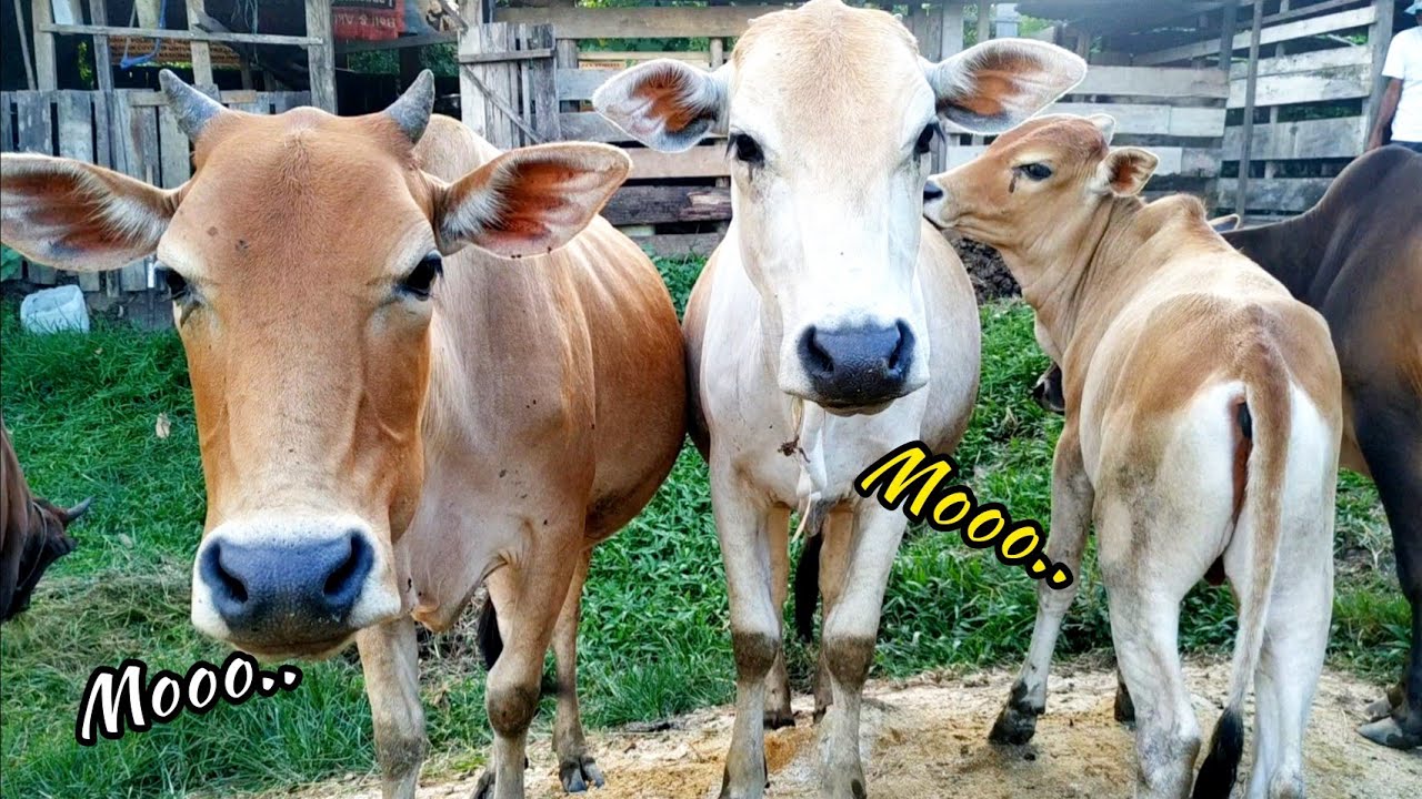 Video of tame and cute cows playing on a cow farm - Cow video - cow ...