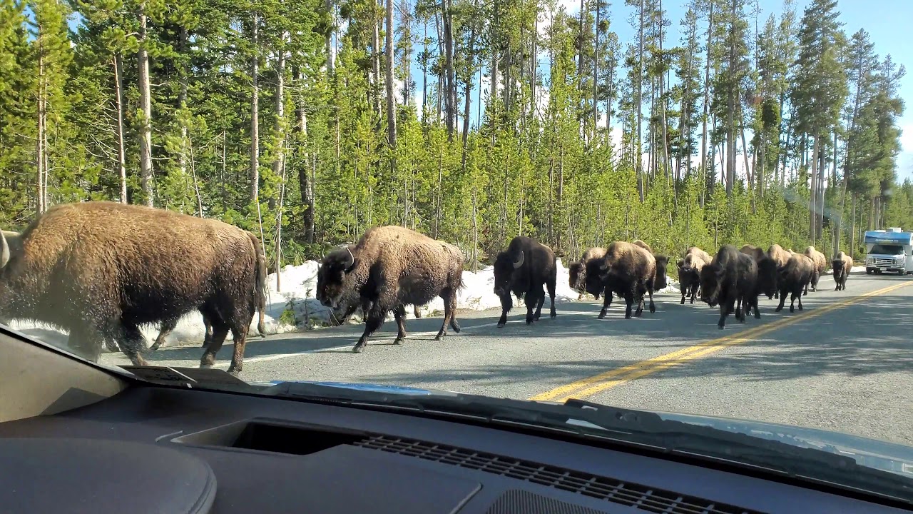 Just some buffalo walking past my car - YouTube