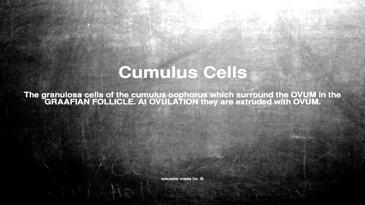 Medical vocabulary: What does Cumulus Cells mean - YouTube