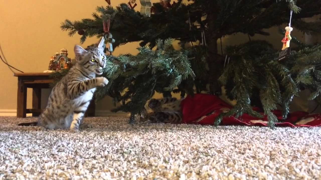 Tweak and Cinder cooning the Christmas tree - YouTube