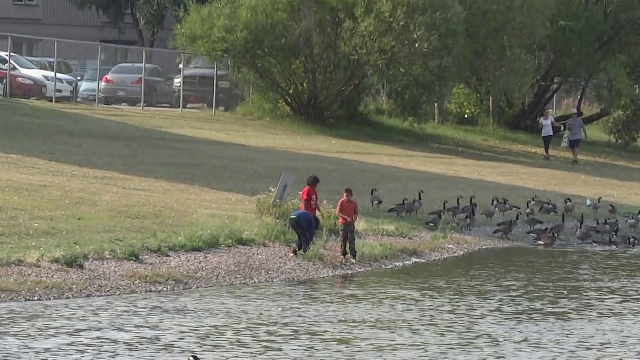 Winnipeg Welfare Kids Throwing Rocks At The Birds - YouTube
