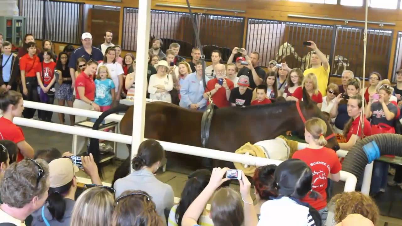 Equine Exercise Physiology Treadmill demonstration - YouTube