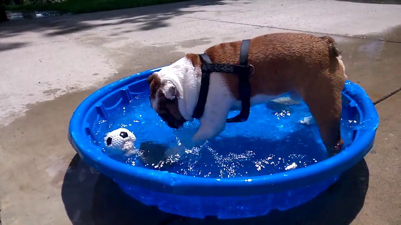English Bulldog playing in a kid pool - YouTube