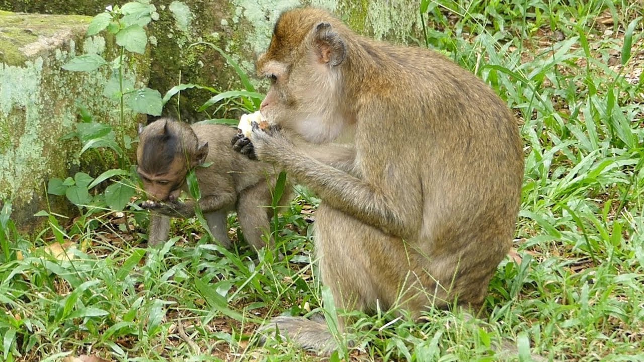 Lori Baby Monkey Near Amari Mom - They Look For Food Together - YouTube