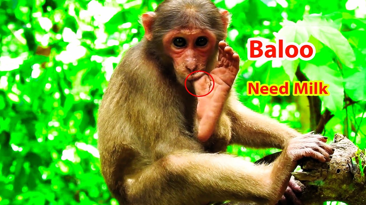 😥Smart Monkey Baloo! Pitiful abandoned Baloo suck his big toe because ...