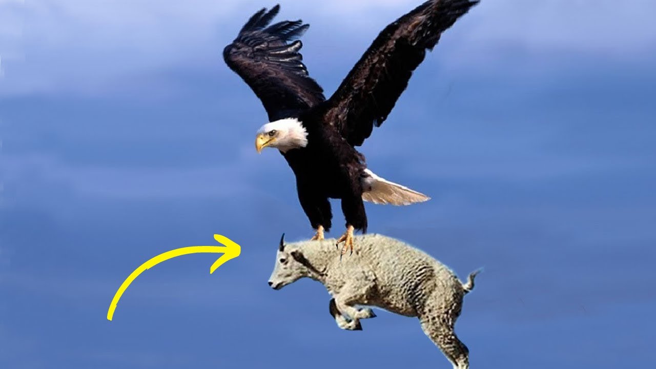 Things to know about Eagle | 10 Interesting Facts About Eagle You ...
