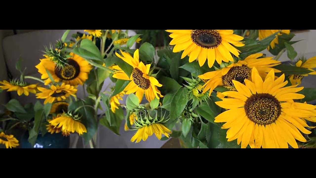 The movement of the SunFlowers Pollen production TimeLapse 7 days # ...