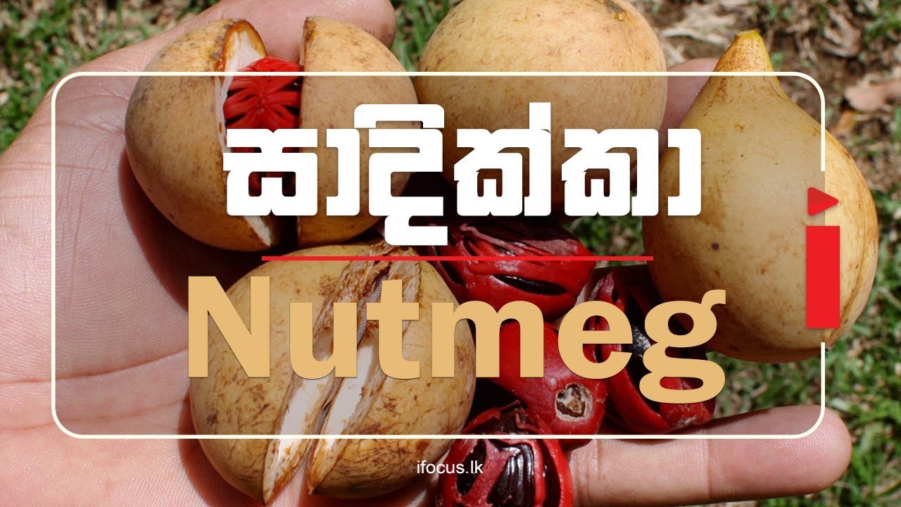 බඩට ගුණ සාදික්කා Sadikka | Nutmeg Ruk - YouTube