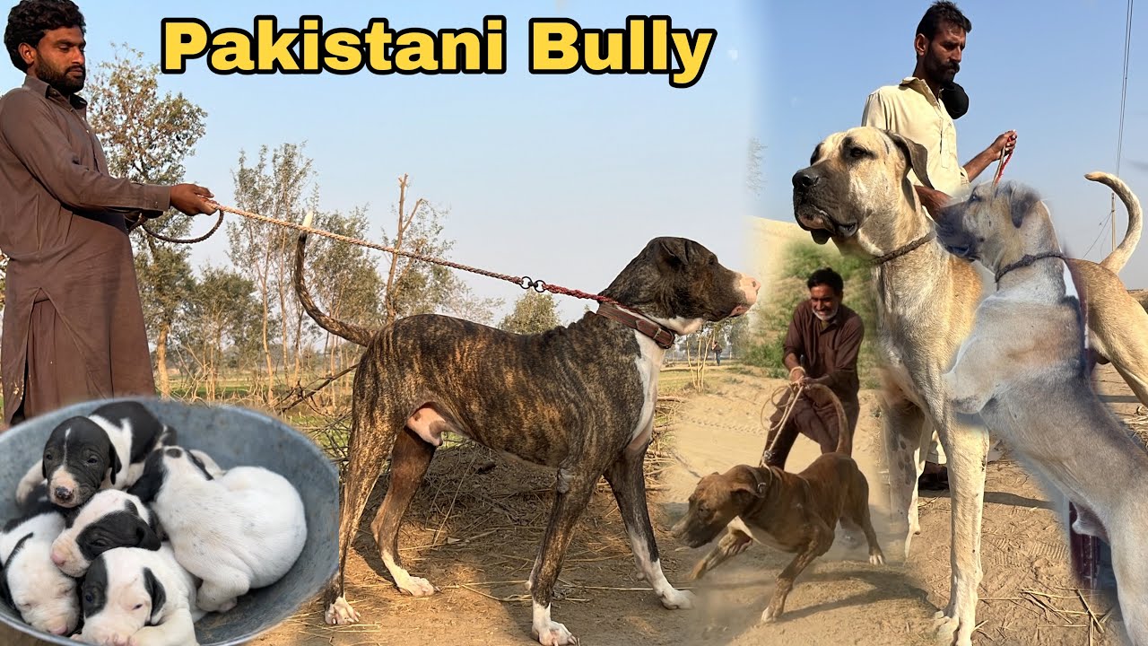 Top Quality Pakistani Bully Kutta Fighter Breed - YouTube
