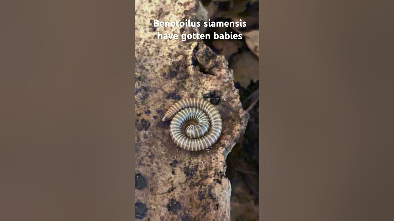 Benotoilus siamensis, beautiful little millipedes. Finally see some ...