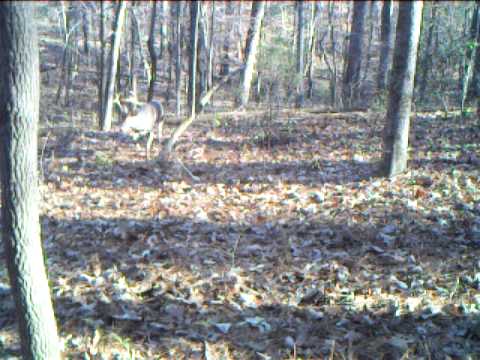 Big Buck Fighting with Tree.ASF - YouTube