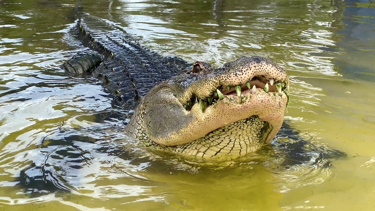 Meet Jim Nesci and Bubba the Alligator from Cold Blooded Creatures ...