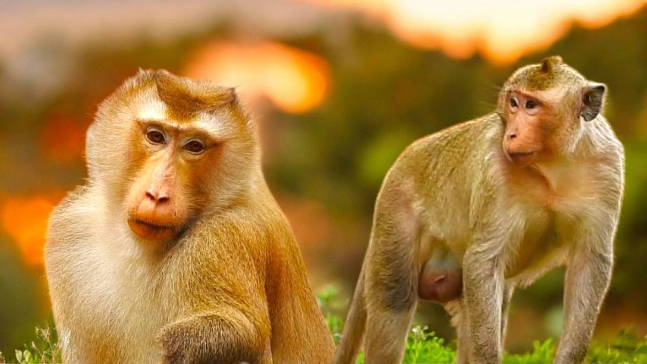 Monkey Challenge: Pongo's Quest for the Strongest Teammate! - YouTube