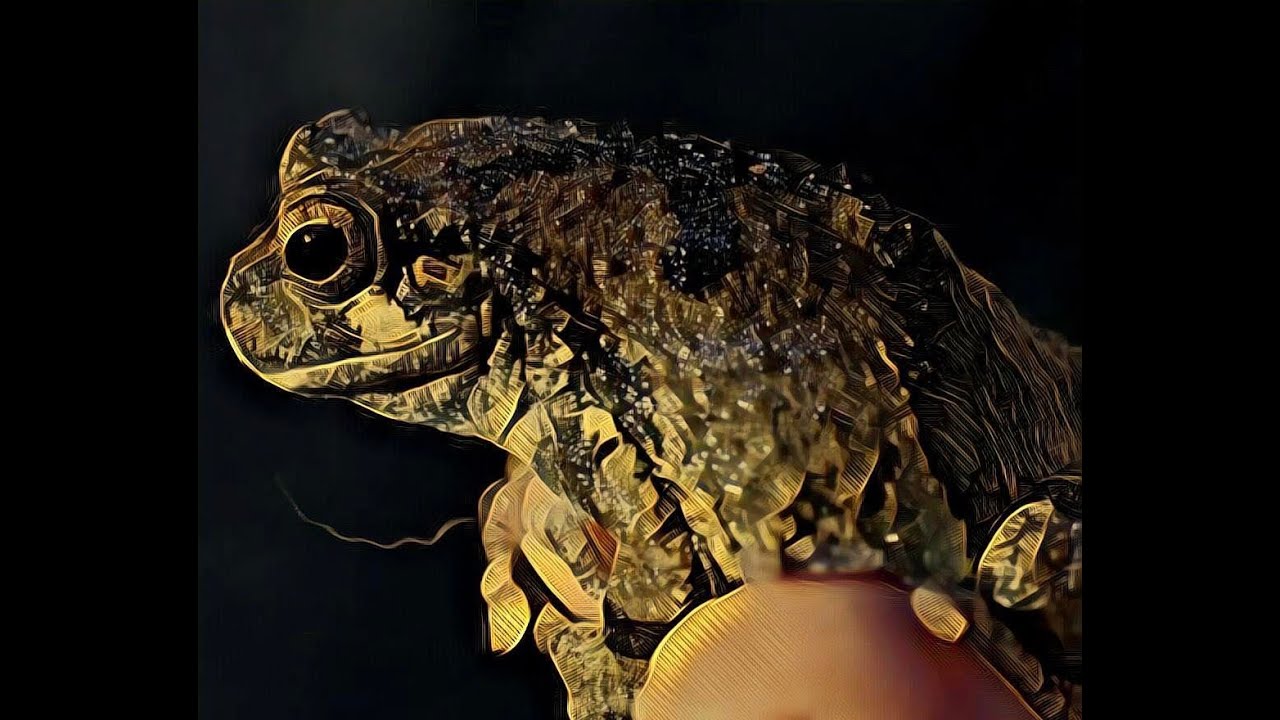 Care Tips for Keeping Gray Tree Frogs - YouTube