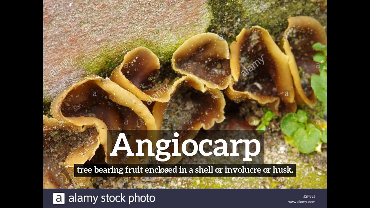 How to Say Angiocarp in English? | What is Angiocarp? | How Does ...