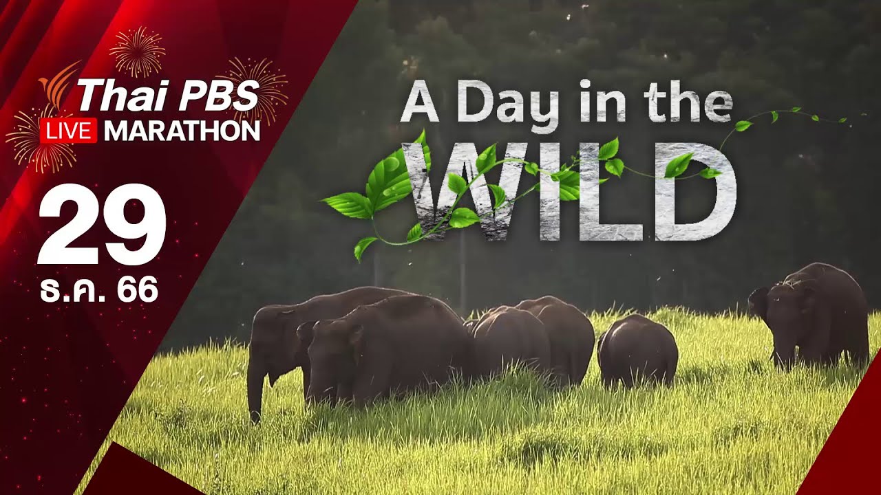 LIVE MARATHON | A Day in the WILD | 29 ธ.ค. 66 - YouTube