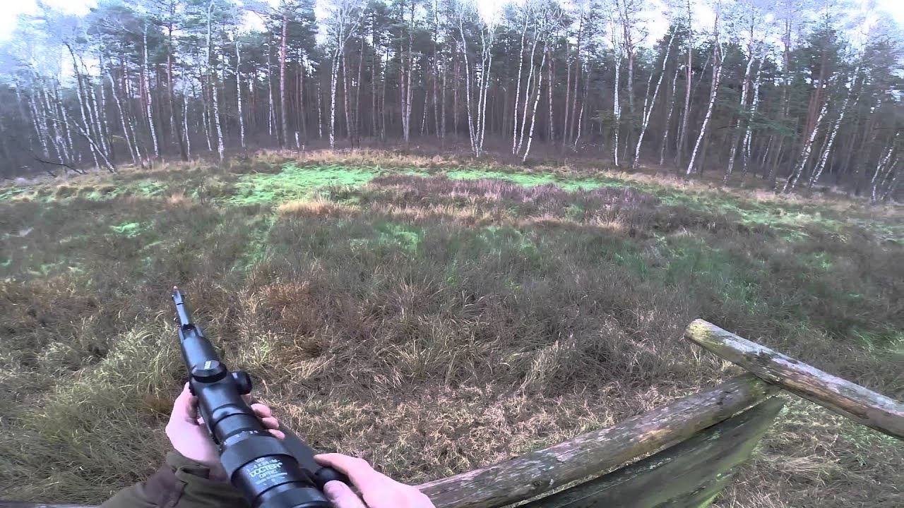 Driven Wild Boar Hunting 2014 - Germany - YouTube