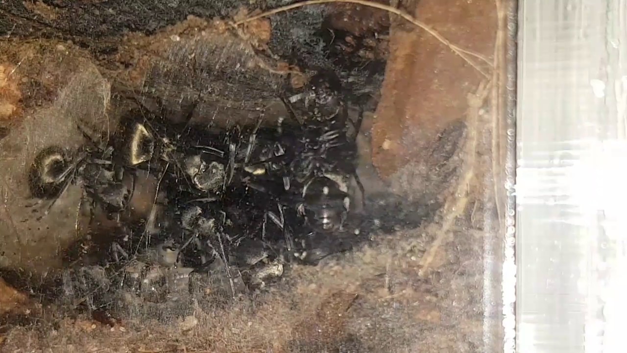 Polyrhachis dives nest. - YouTube