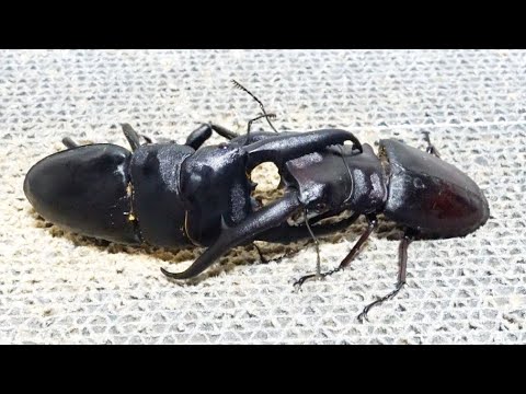 パラワンオオヒラタクワガタ VS マンディブラリスフタマタクワガタ Dorcus titanus palawanicus VS Hexarthrius mandibularis【昆虫バトル】