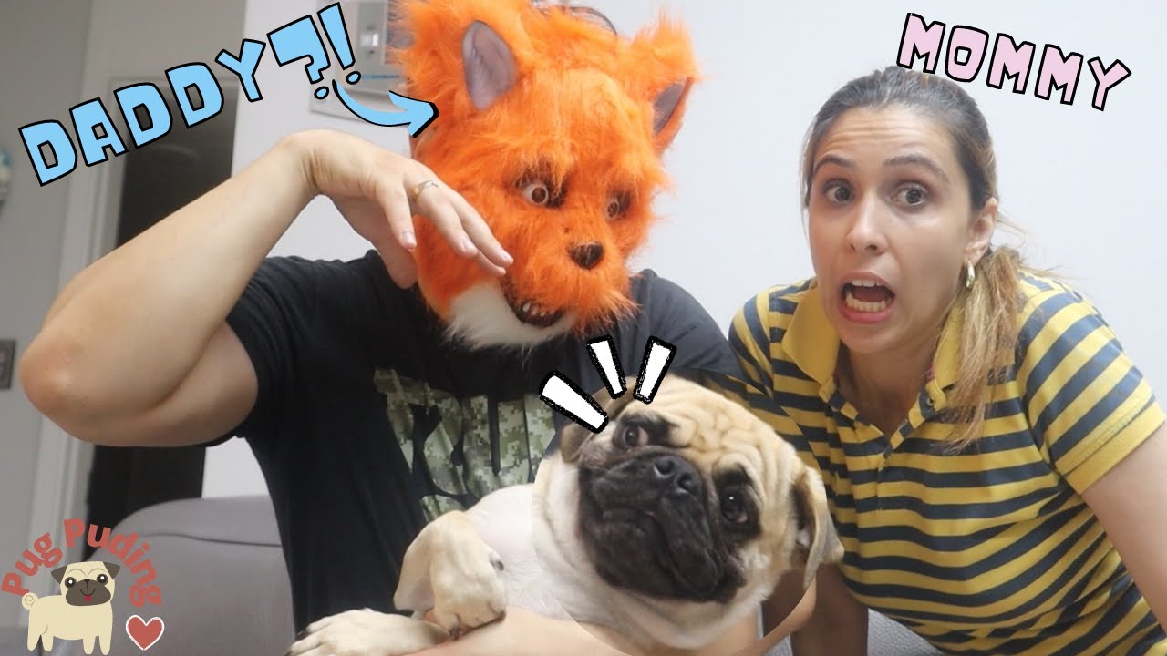 My dog reacts to a Scary Werewolf Mask - Scaring my Pug - YouTube