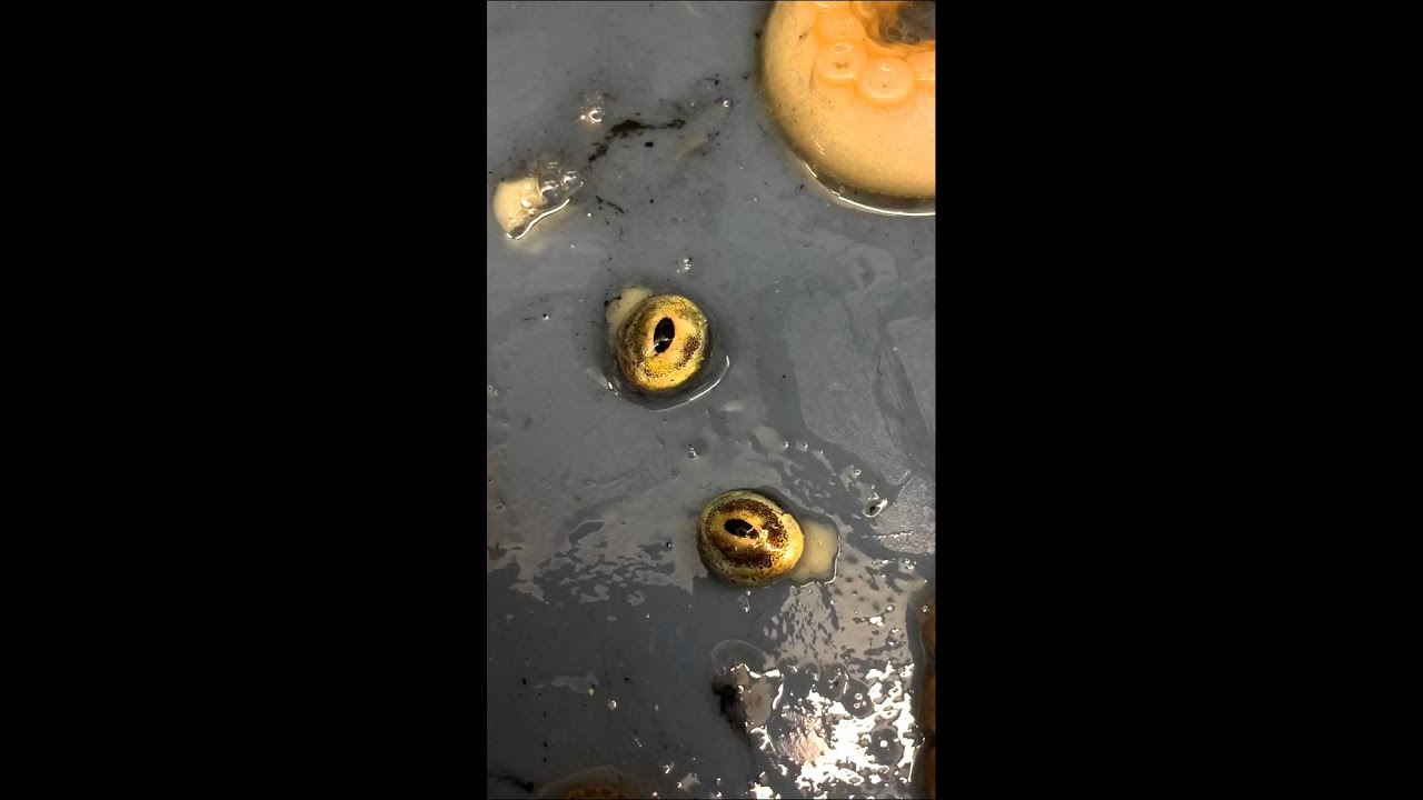 Chromatophores in octopus eyes after dissection - YouTube