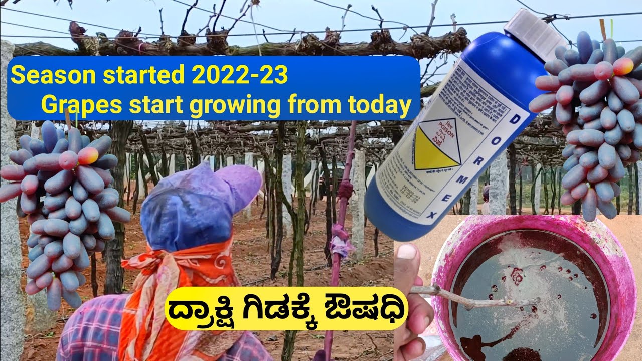 Grapes 2022-23 season started || Dormax pasting grapes stem after pruning || HYDROGEN CYANAMIDE ...