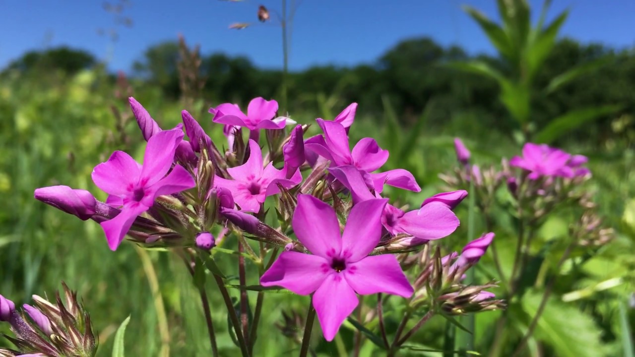 Calm Spring Day in a Field 🌺 Quiet Moments - YouTube