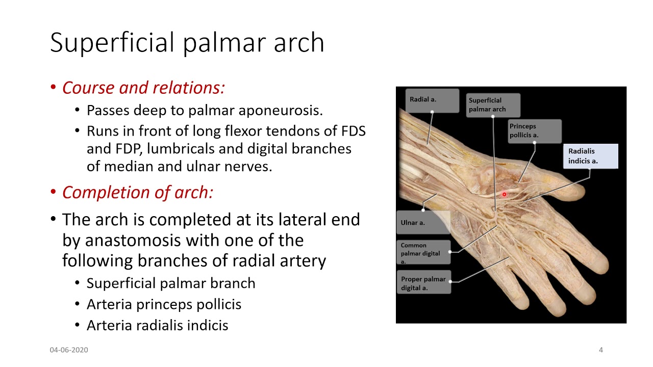 Palmar Arch Study