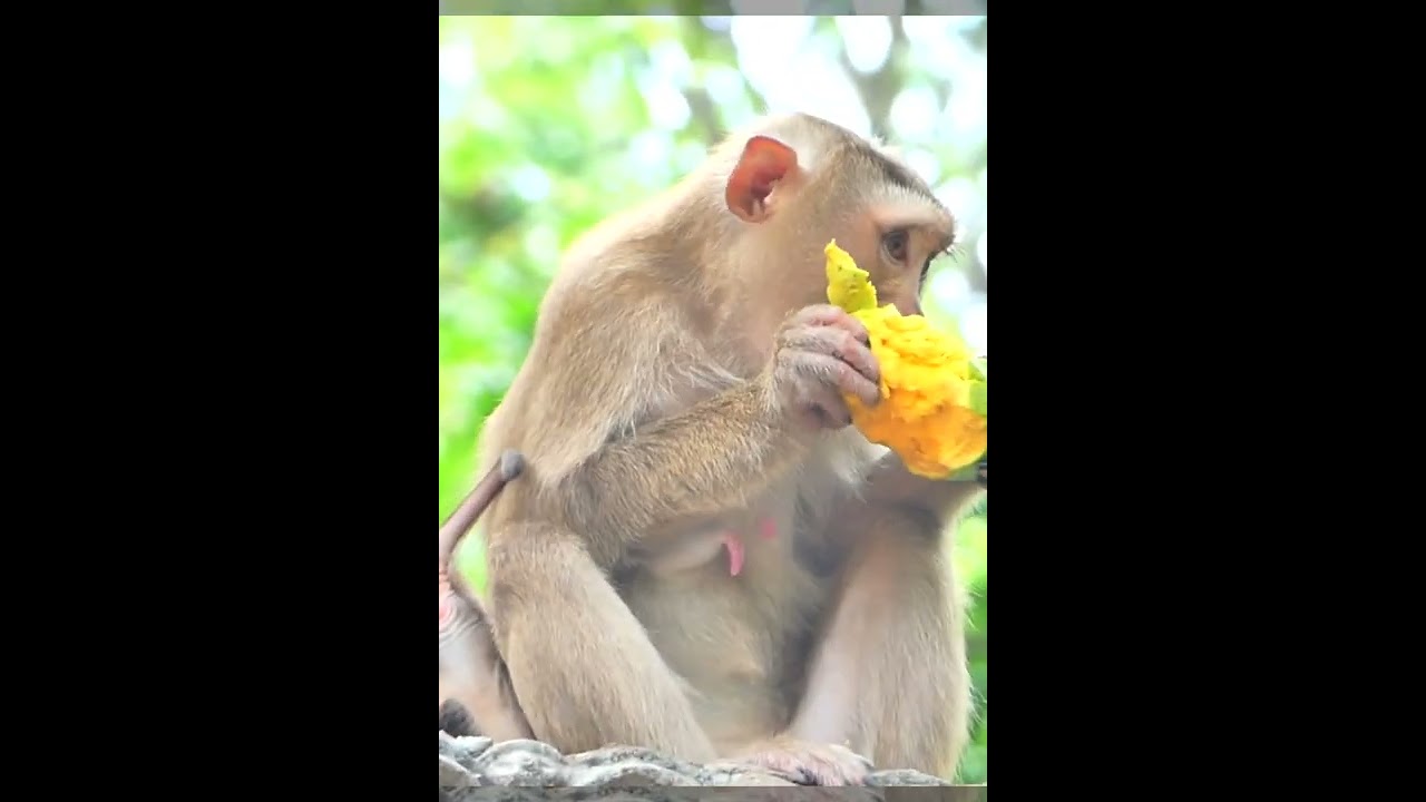 Amazing Boy ! Baby Monkey Boy Looking So Busy And Active 06 - YouTube