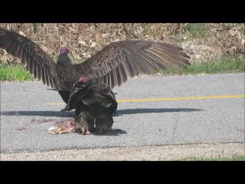 Vultures In Michigan (All You Need To Know)