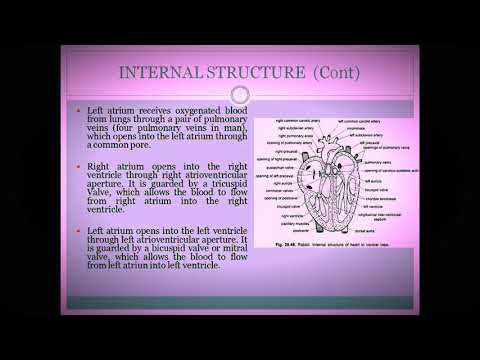 Circulatory System of Rabbit - YouTube