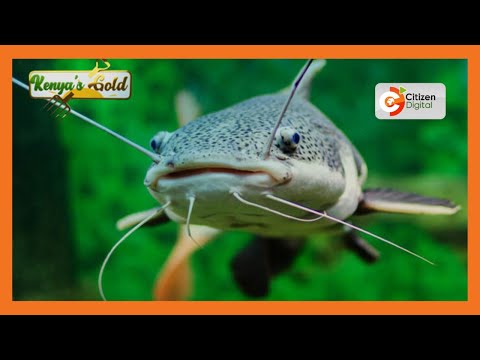 | Kenya's Gold | Catfish Breeding - Gold Feature - YouTube