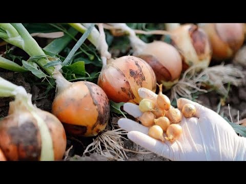 Don't make these mistakes! How to get Bigger Bulbs?