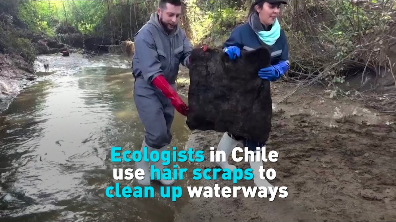 Ecologists in Chile use hair scraps to clean up waterways - YouTube