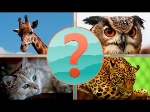Guess the Animal - YouTube