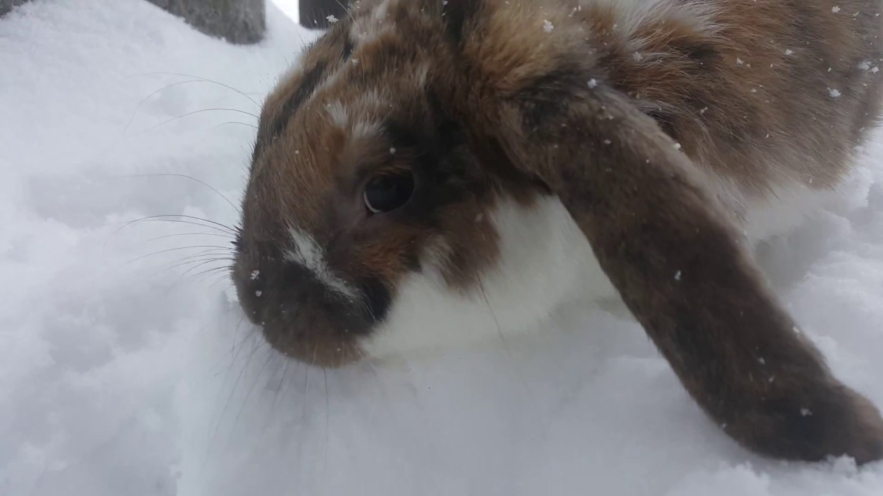 Rabbit´s playing in the snow - YouTube