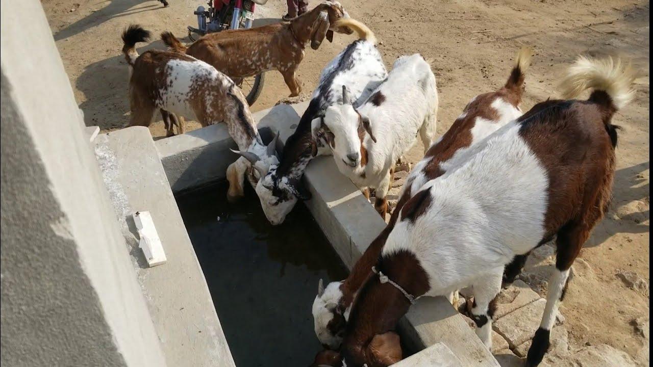 Goat Farm Ghugh Chakwal Pakistan - Pak Village Life Info Goat Farming ...